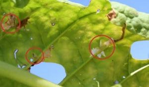 Insects - Tobacco Splitworms - Tobacco Growers Information | NC State ...