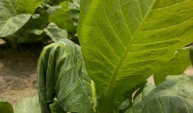 Insects - Stink Bugs - Tobacco Growers Information | NC State Extension