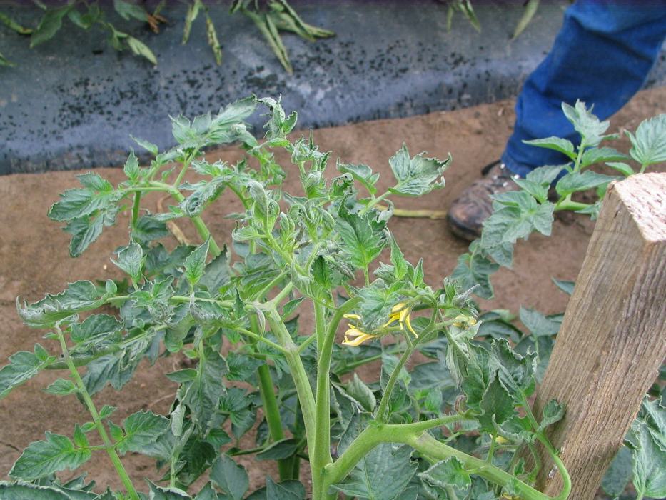US Composting Council Asking EPA to Stop Sales of Persistent Herbicides ...