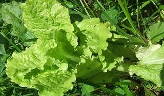 US Composting Council Asking EPA to Stop Sales of Persistent Herbicides ...
