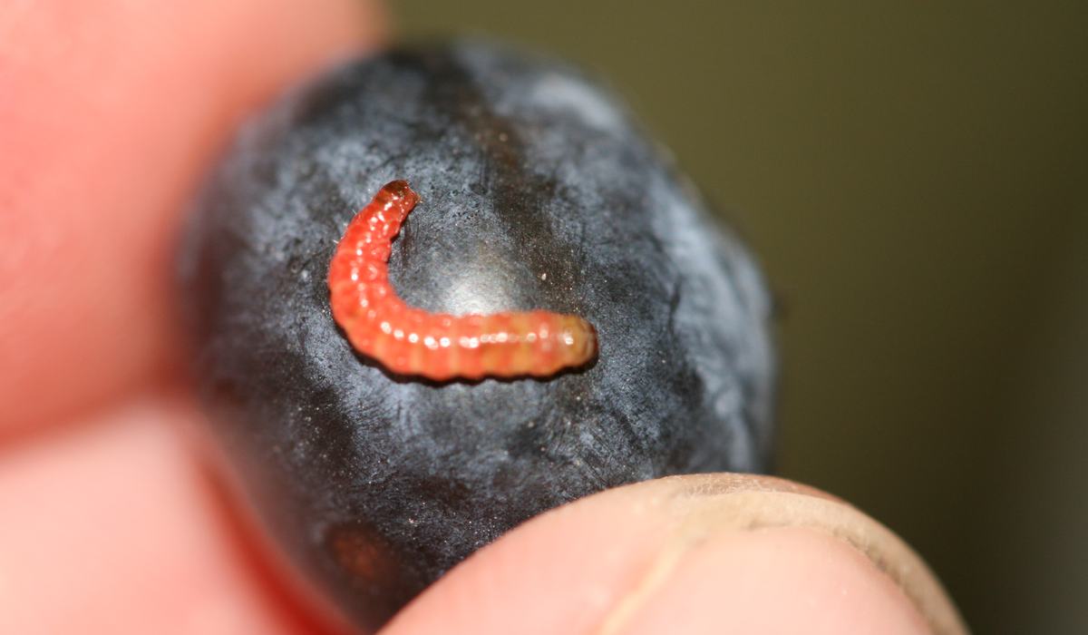 Cherry Fruitworm in Blueberries - Entomology