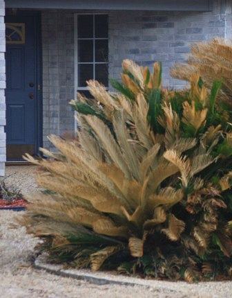 Protecting Garden and Landscape Plants During Cold Weather - Pender ...