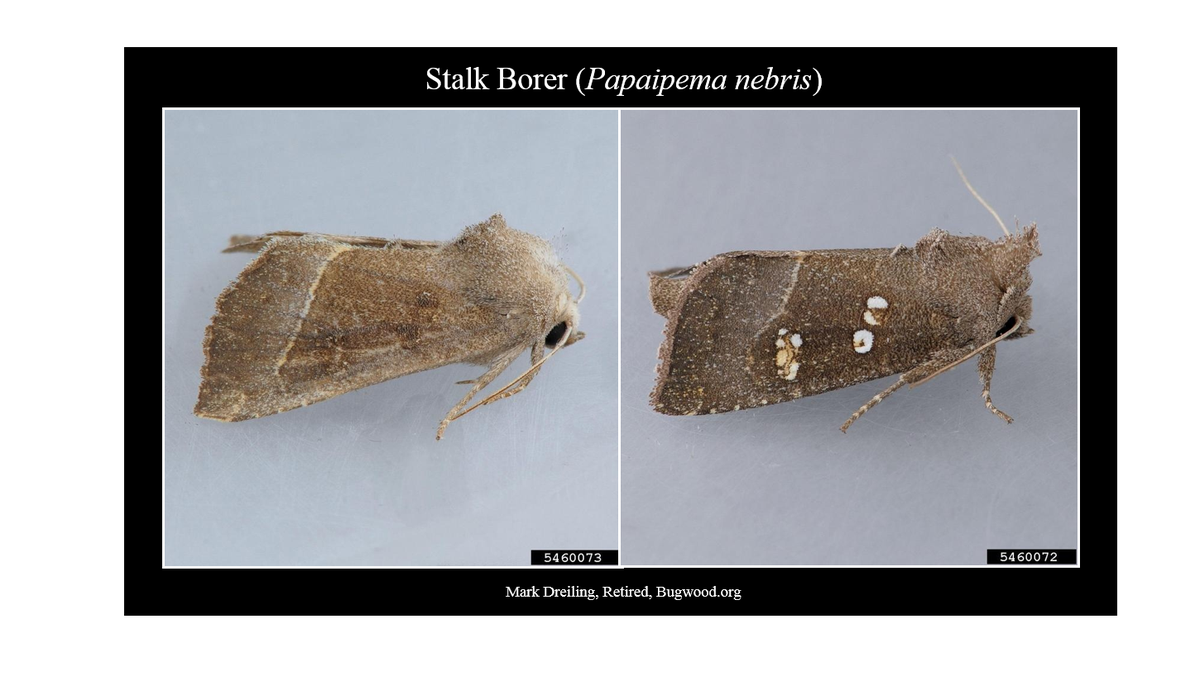 Southern and Common Stalk Borers - Corn | NC State Extension