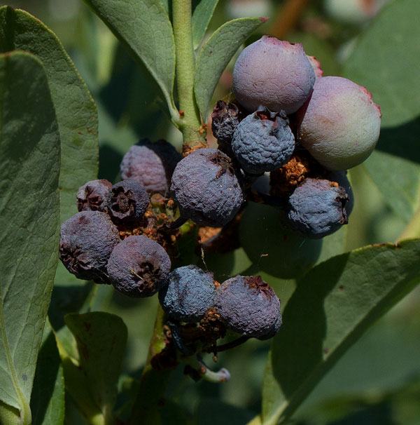 Cranberry Fruitworm in Blueberry - Growing Small Farms | NC State Extension