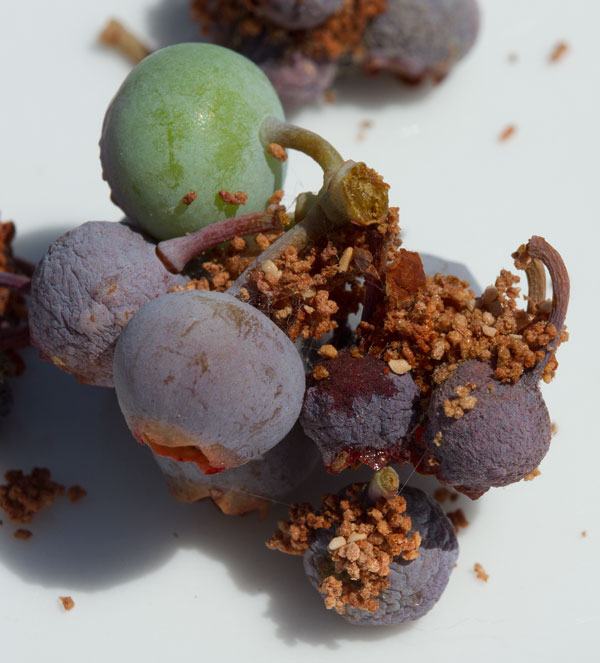 Cranberry Fruitworm in Blueberry - Growing Small Farms | NC State Extension
