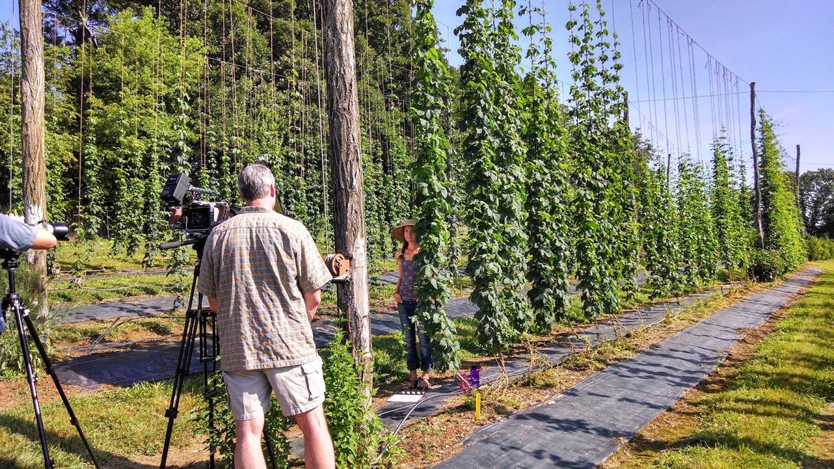 The Early Research Hop Yard in Mills River, NC - New Crops & Organics ...