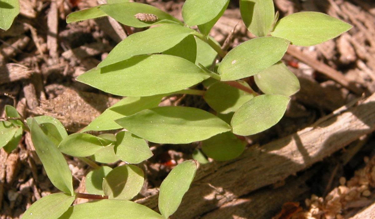 What Is That Weed? - Weeds | NC State Extension