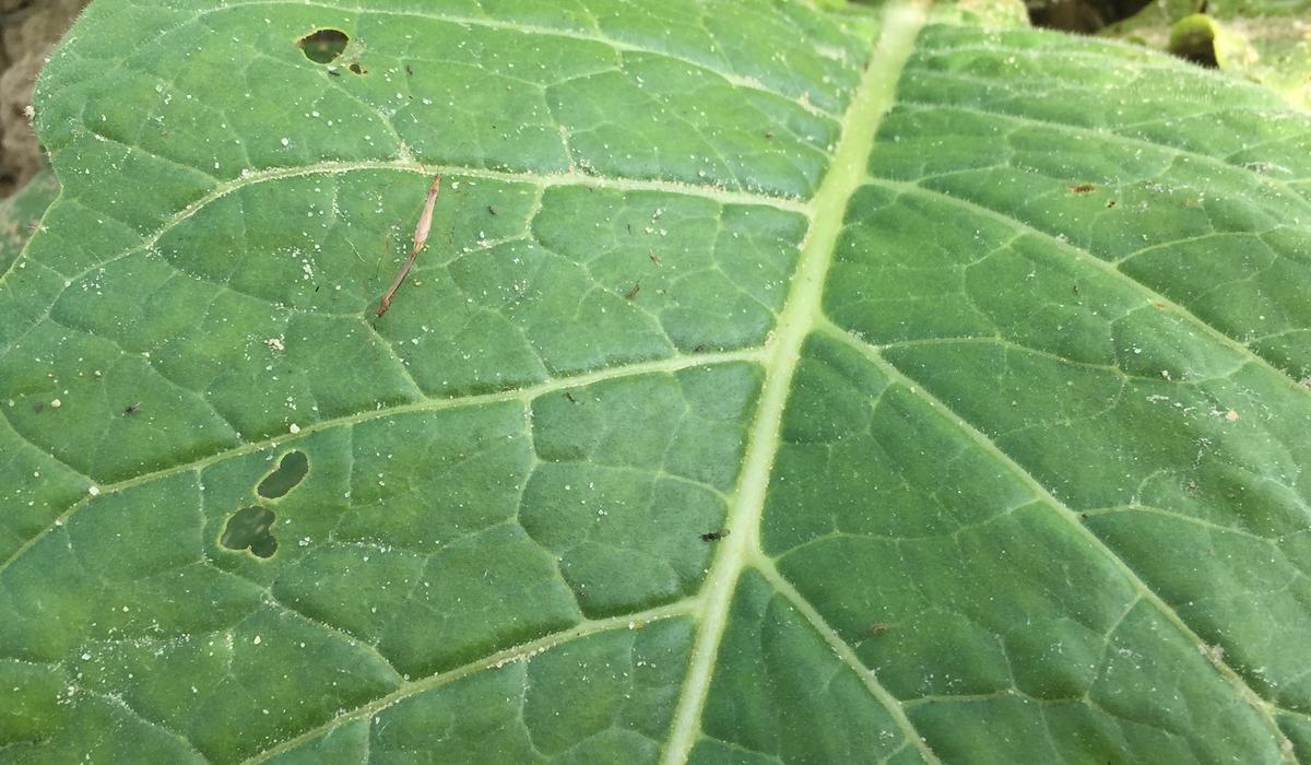Beneficial Insects in Tobacco - Entomology | NC State Extension