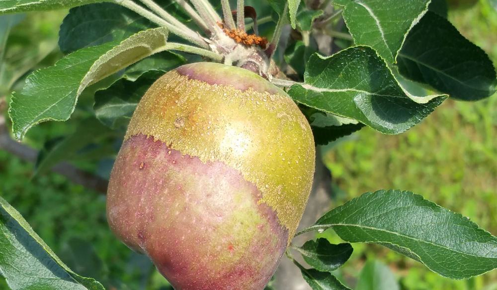 Frost Ring on Apples - Growing Small Farms | NC State Extension