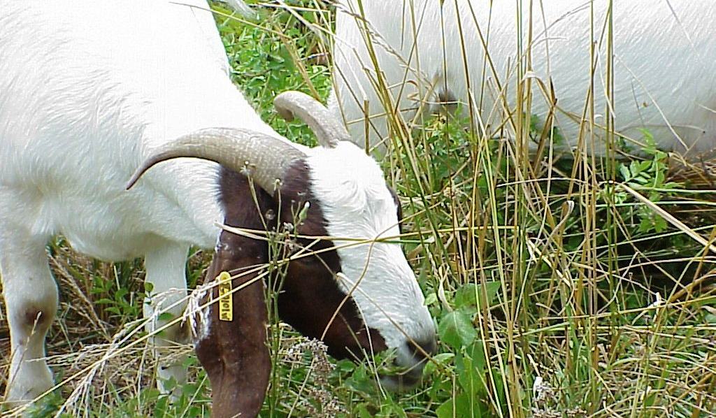 Is It Safe to Consume Milk From Goats Eating Poison Ivy? - Goats and ...
