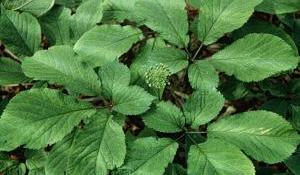 Cultivating Native Woodland Botanicals - New Crops & Organics | NC ...