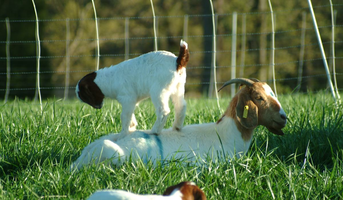 Do You Know the Worldwide Trend of Goat Numbers? - Goats and Sheep