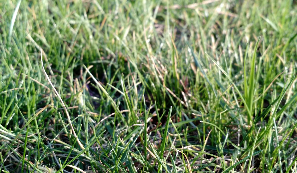 Fertilizing Your Fescue, Controlling Ladybugs, and Free Range Eggs Q&A ...