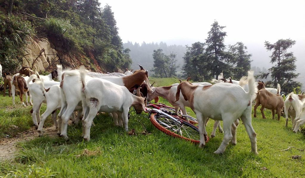 Goats, GPS and Cyclists : How Do They Mix ? - Goats and Sheep | NC ...