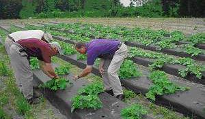 Specialty Melon Trial-2003 Report - New Crops & Organics