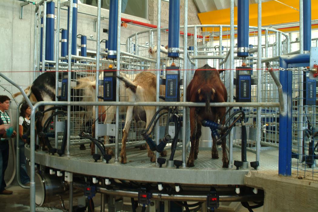 Situation of Dairy Goats in the World - Goats and Sheep