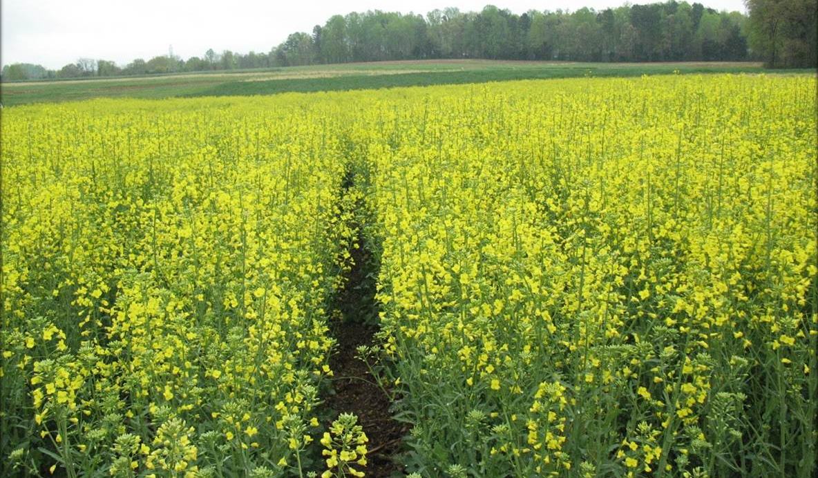 Organic Winter Canola Production in North Carolina - Organic ...