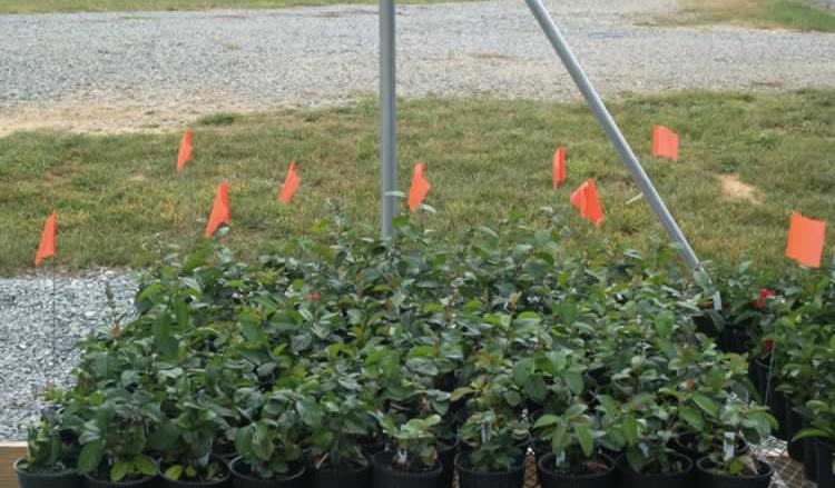 Nutrition - Nursery Crops