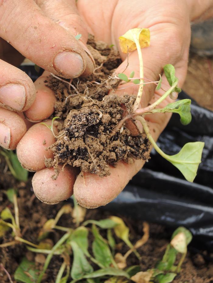 Spring Pest Watch: Seed Corn Maggot, Cabbage Root Maggot and Related ...