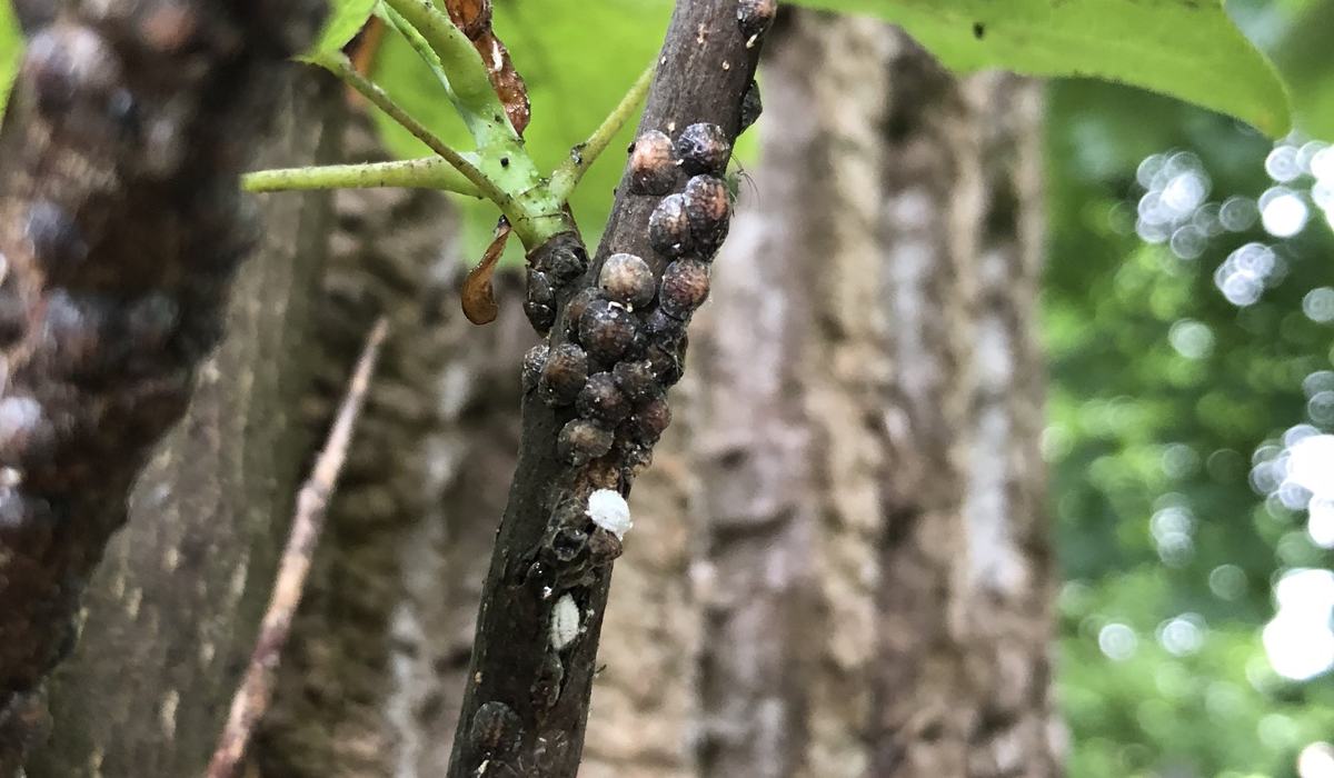 Natural Enemies in Disguise - Entomology | NC State Extension