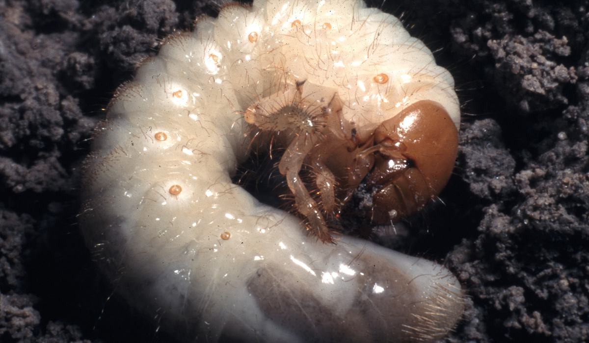 White Grub Control - Caldwell County Center | N.C. Cooperative Extension