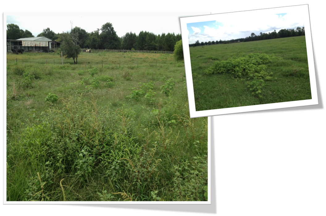 Pasture Management Session at NC Annual Ext. Conference - Forages | NC ...
