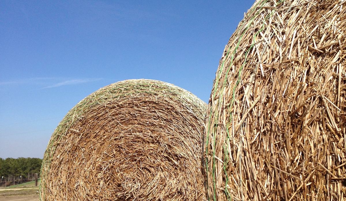 NC Hay Samples Rank High at the Southeastern Hay Contest - Forages | NC ...