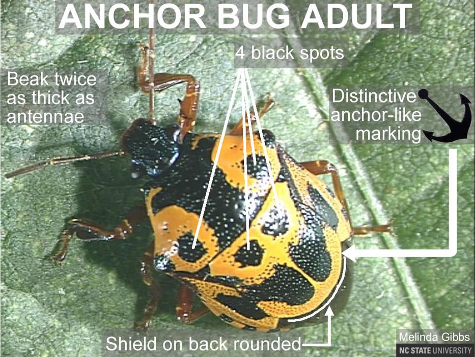 Anchor Bug Look-a-Likes - Entomology | NC State Extension