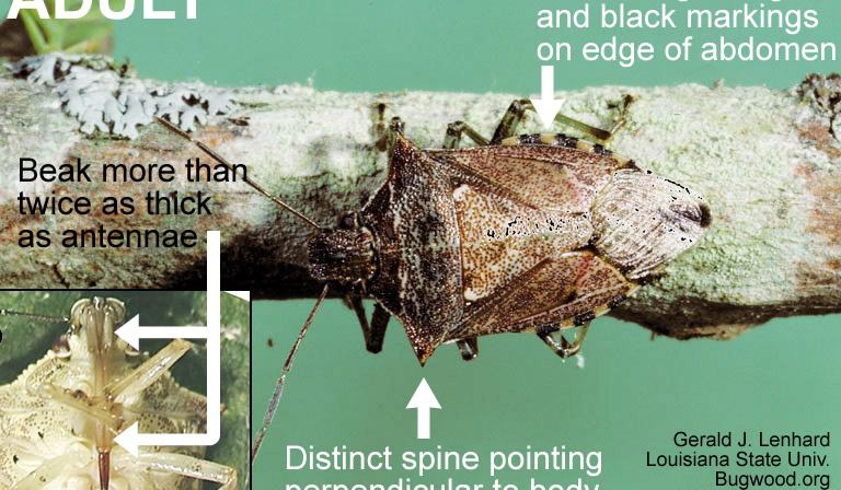 Spined Soldier Bug - Entomology | NC State Extension