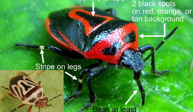 Two-Spotted Stink Bug - Entomology | NC State Extension