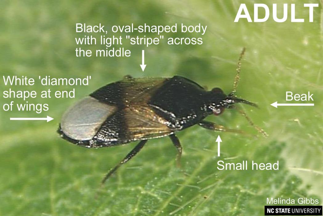 Insidious Flower Bug - Entomology