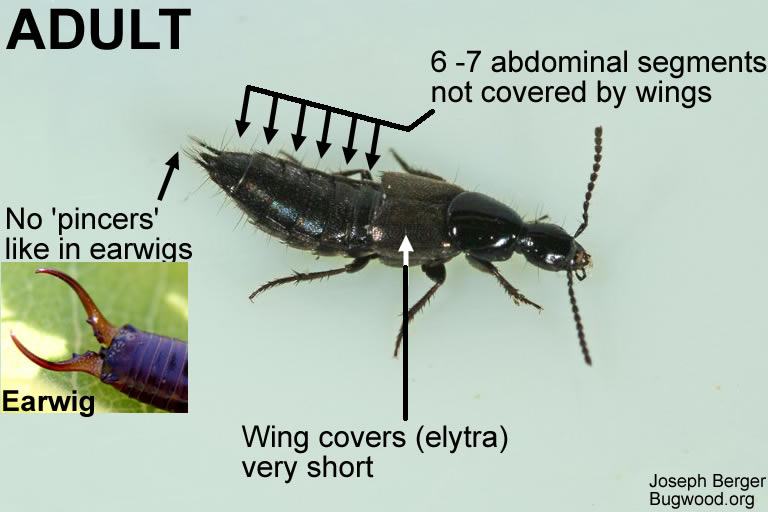 Rove Beetle - Entomology | NC State Extension