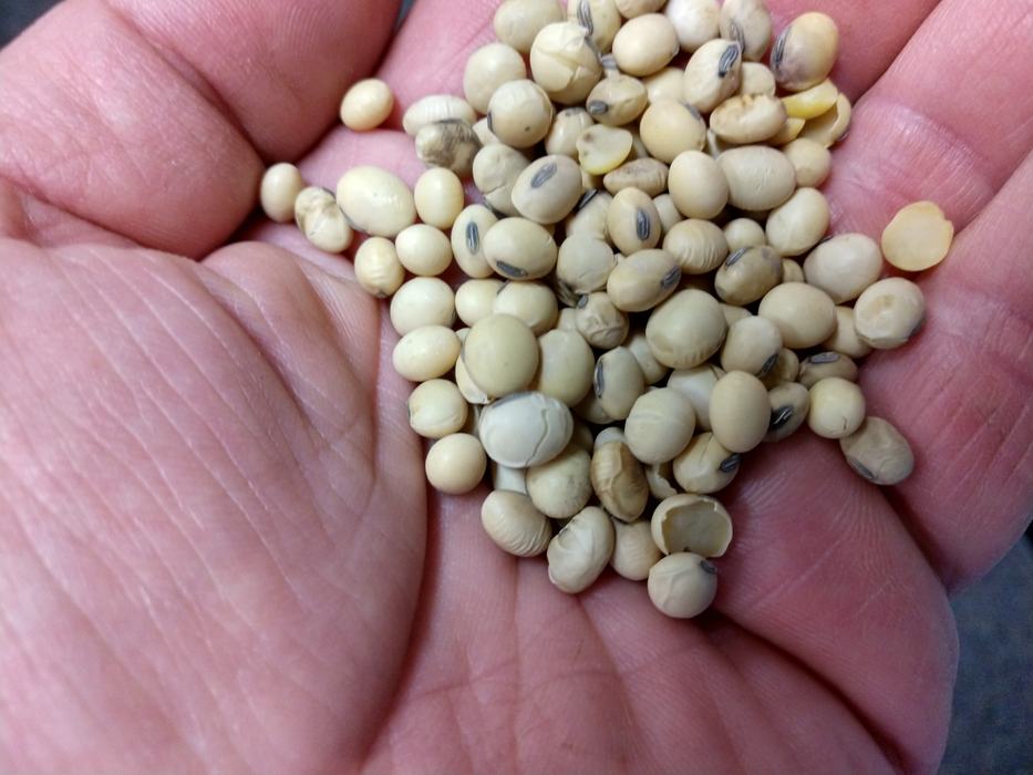 Soybean Surplus for American Farmers - Caldwell County Center | N.C ...