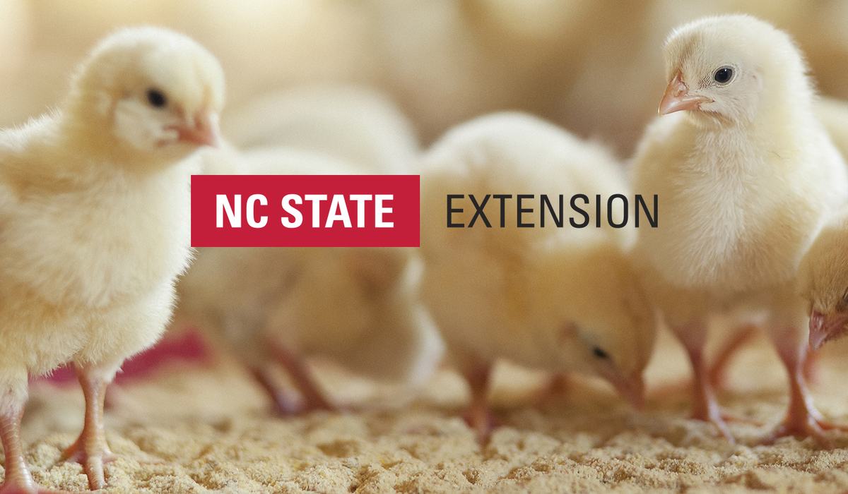 Poultry Science Summer Institute (PSSI) Application Now Open - Poultry ...