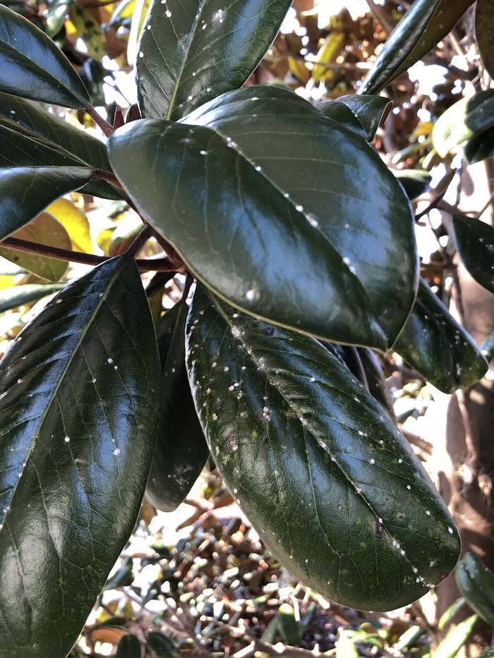 Time to Monitor False Oleander Scales - Entomology | NC State Extension