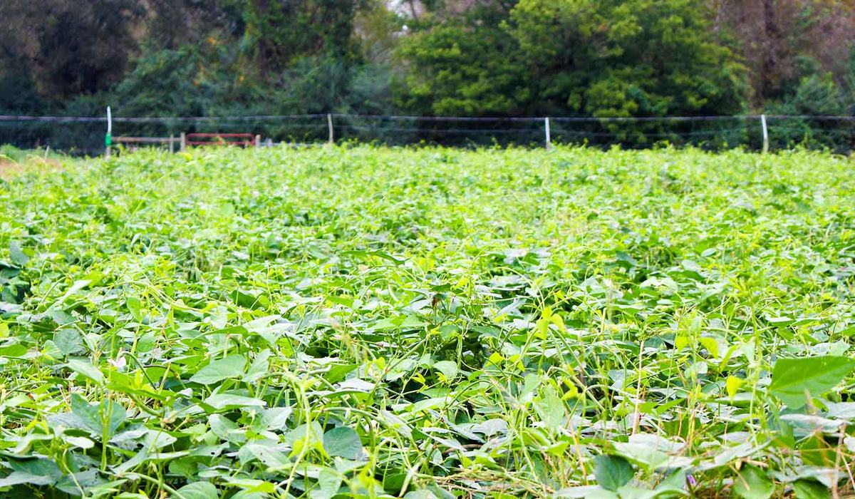 Cover Crops That Take the Heat - Integrated Pest Management | NC State ...