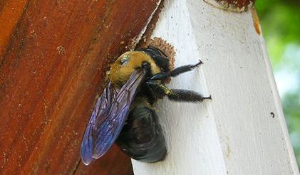 Carpenter Bee Activity - Entomology | NC State Extension