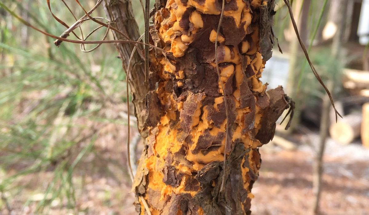 Time to Watch for Fusiform Rust - Craven County Center