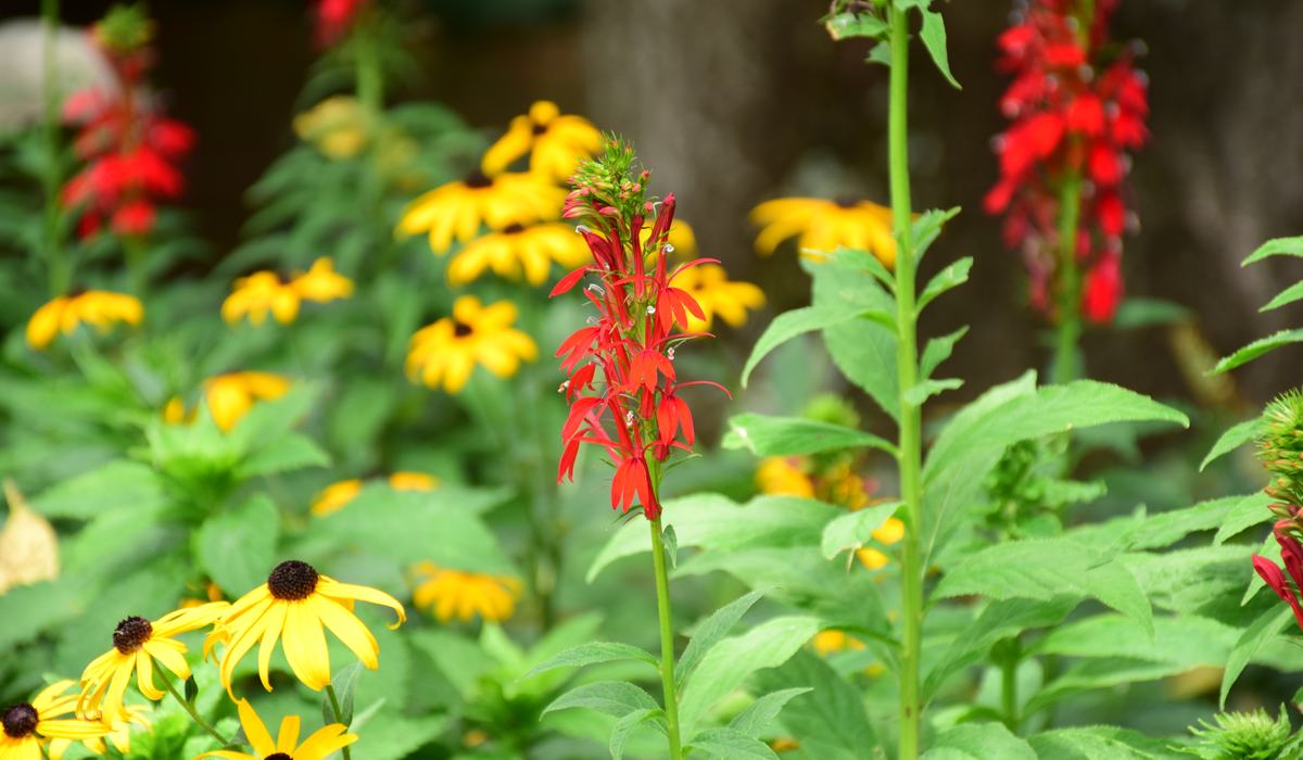 June Is Pollinator Month in Hendersonville - Henderson County Center ...