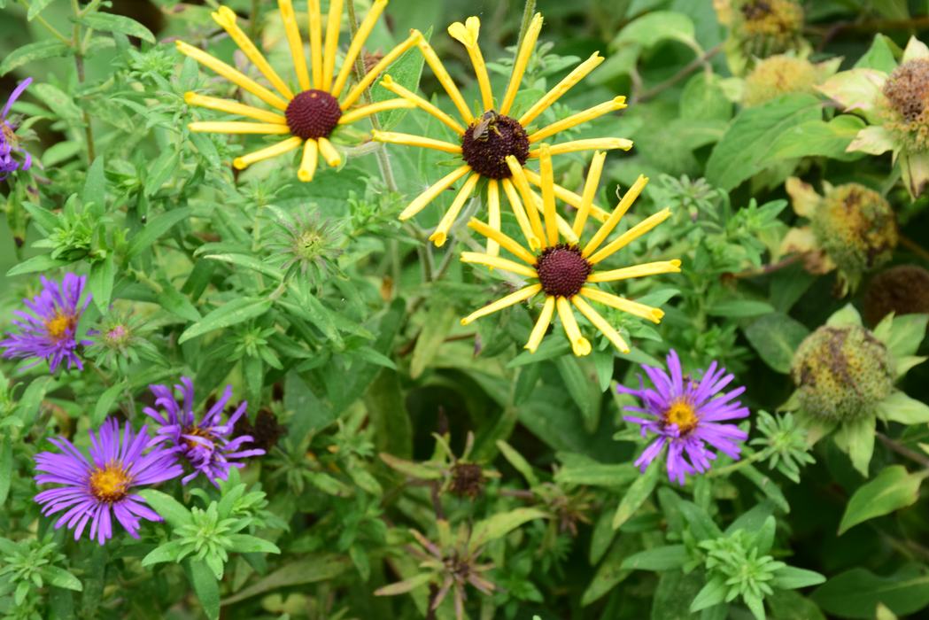 June Is Pollinator Month in Hendersonville - Henderson County Center ...