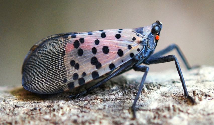 Vineyards Facing an Insect Invasion May Turn to Aliens for Help ...