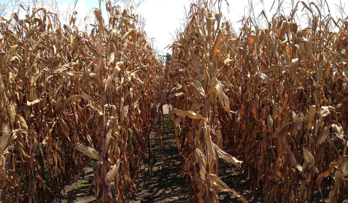 Yield Impact of Fungicides on Drought-Stressed Corn in 2024 - Corn | NC ...