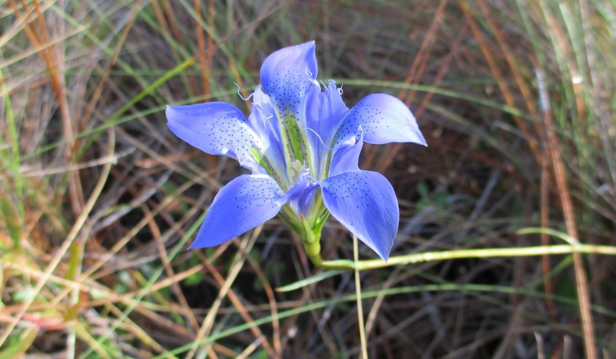 Amazing Pocosin Plants - Craven County Center | N.C. Cooperative Extension