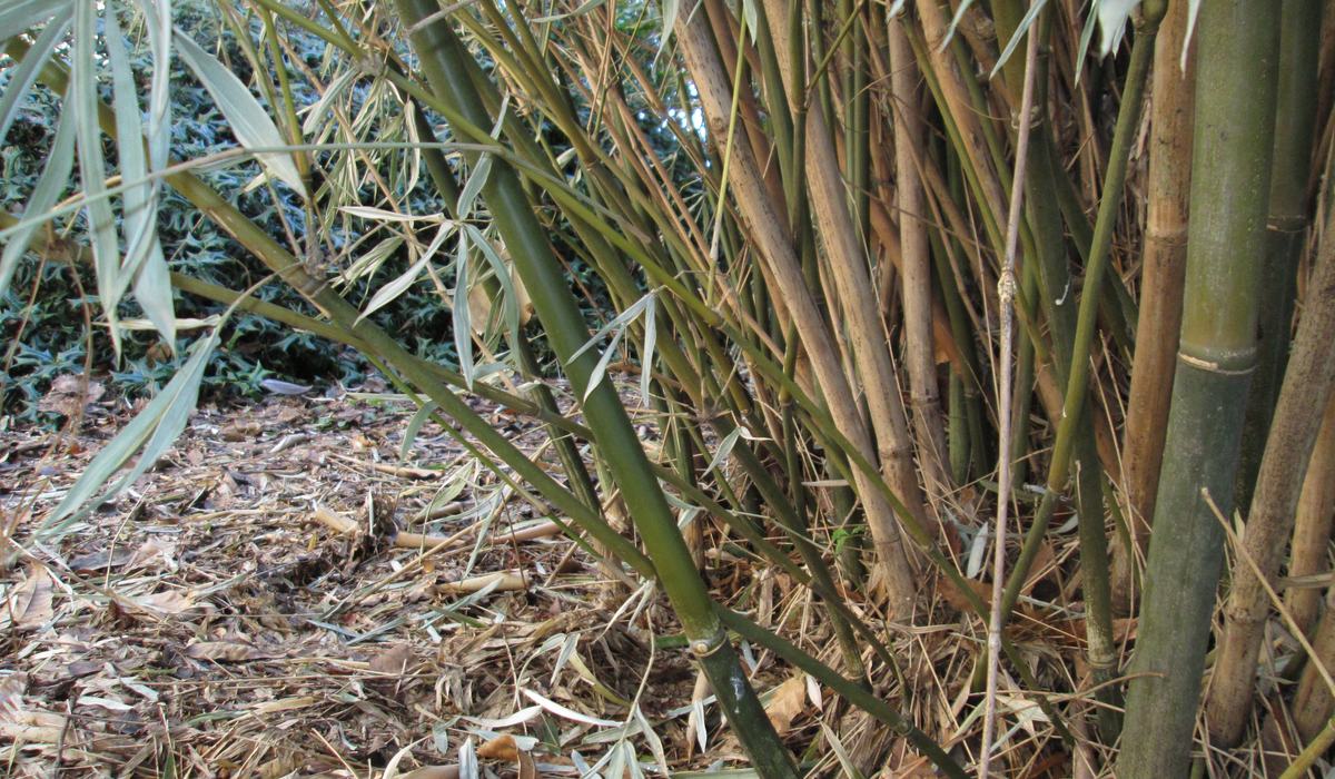 Clumping Bamboos - Craven County Center | N.C. Cooperative Extension