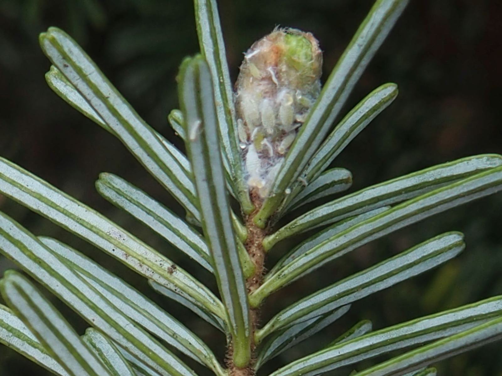 Balsam Twig Aphid - Christmas Trees