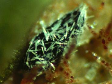 Balsam Twig Aphid - Christmas Trees