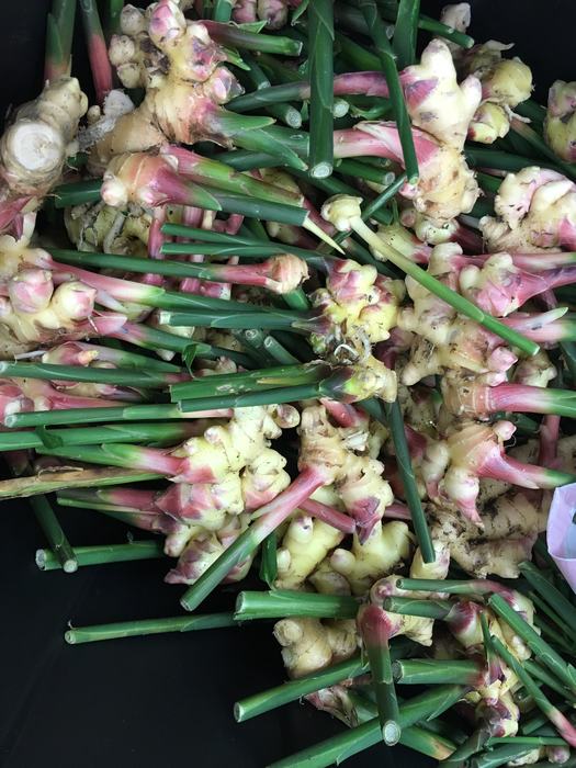 Edible Baby Ginger: A Spicy, Super Addition to Home Gardens - Extension ...