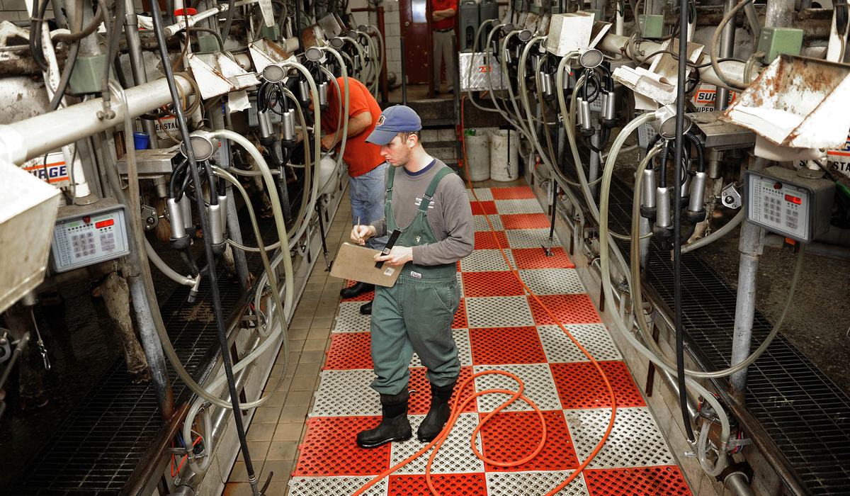 Here's How Pooling of Dumped Milk Works - Dairy | NC State Extension