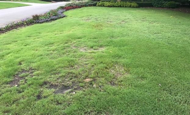 Advancing Knowledge Through Turfgrass Center Research – Martin ...