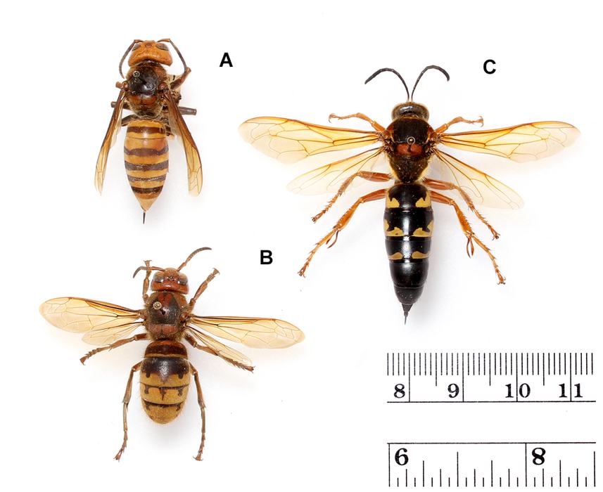 Asian Giant Hornet's and Gardening Q&A - Caldwell County Center | N.C ...